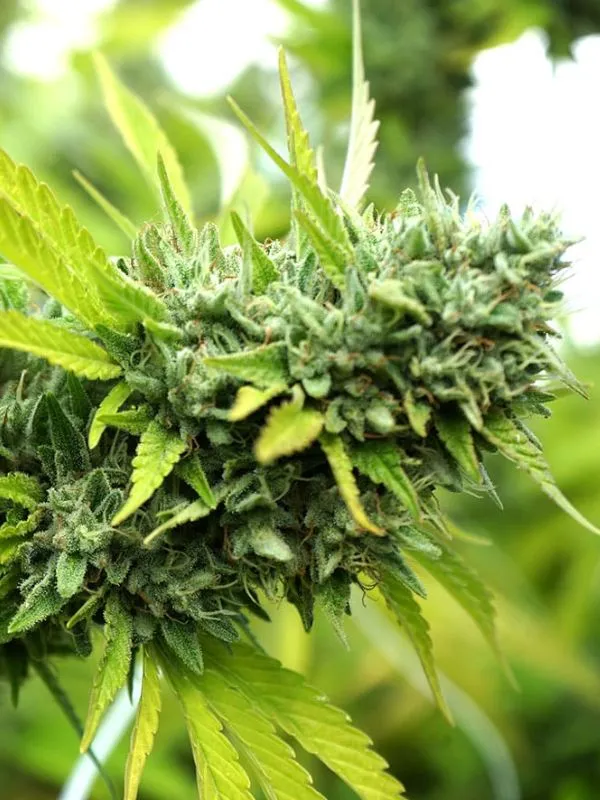 Semilla granel OG Kush Automática - Semillas Premium